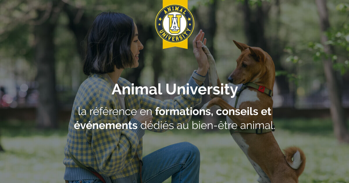 Formations animalières, conseil & évènements | Animal University